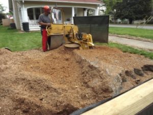 Tree Services in Alexandria, VA | Tree Trimming & Tree Removals