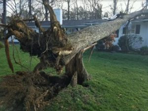 Tree Services in Alexandria, VA | Tree Trimming & Tree Removals