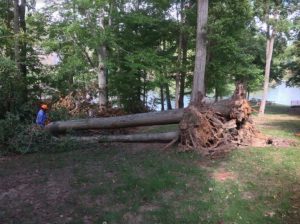 Tree Removal Contractor In Alexandria, VA | Alexandria Tree Services